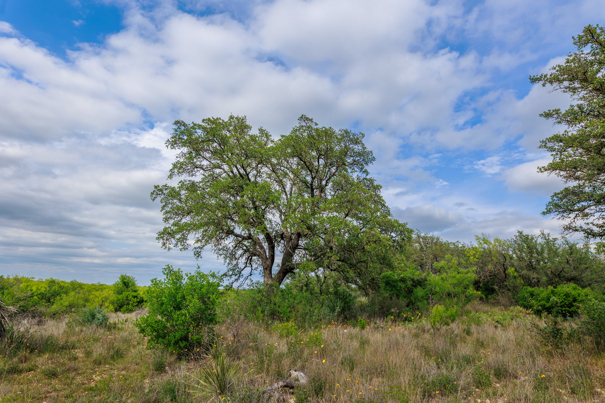 PARADISE RIDGE RANCH - Jacoby Land Co