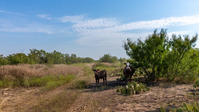 El Zopilote Ranch - Jacoby Land Co