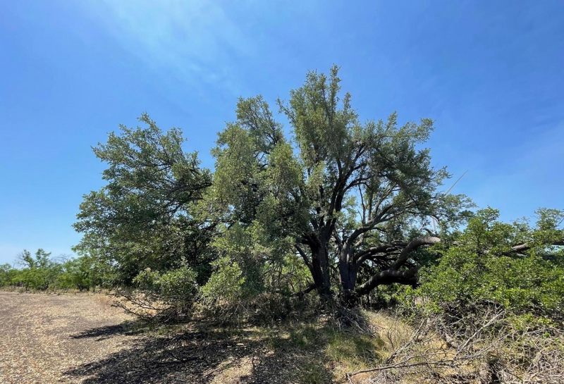 LISTINGS - Jacoby Land Co